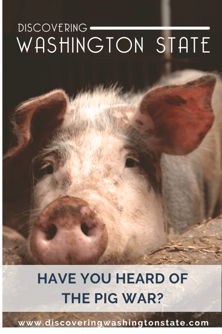 Have You Heard Of The Pig War? - Discovering Washington State
